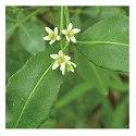 Antinociceptive and Anti-inflammatory Effects of Toddalia asiatica (L ...