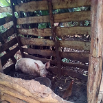 Assessment of the role played by domestic animals in jigger infection ...