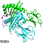Association between Human Leukocyte Antigen (HLA) DQB1*06 and HLA DQB1 ...
